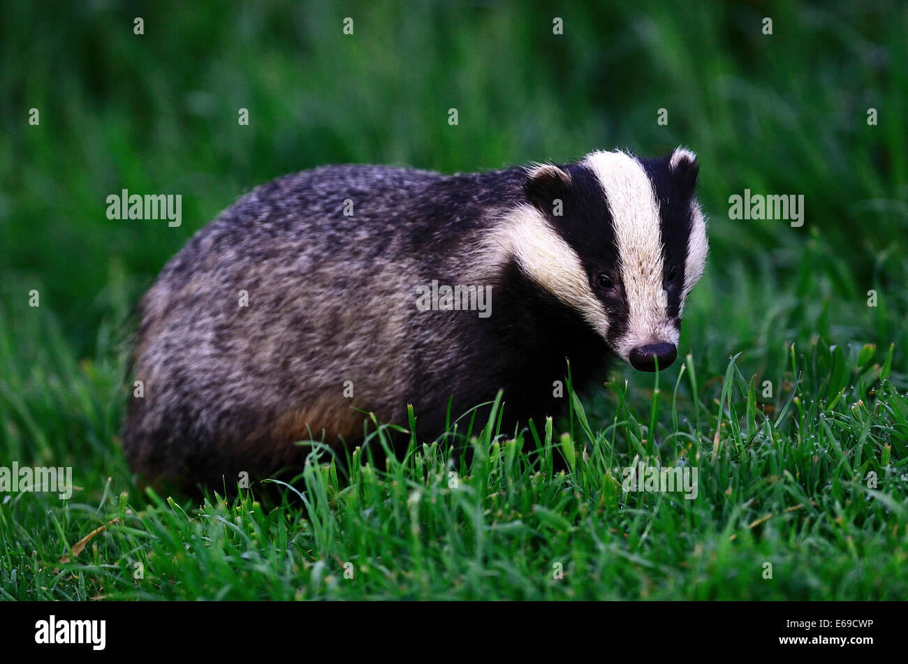 Badger at dusk Stock Photo - Alamy