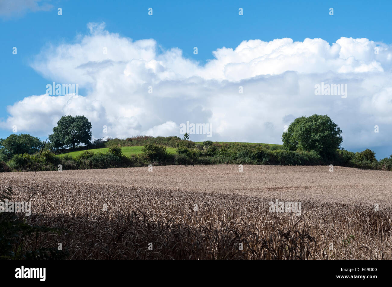 fields of the south devon at harvest time,barn complex,south devon ...