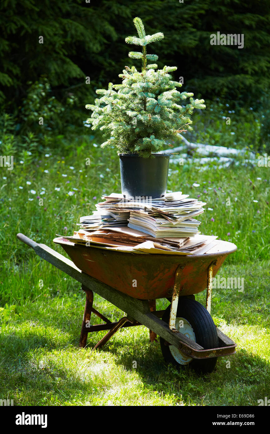 Tree and books in wheelbarrow in backyard Stock Photo - Alamy