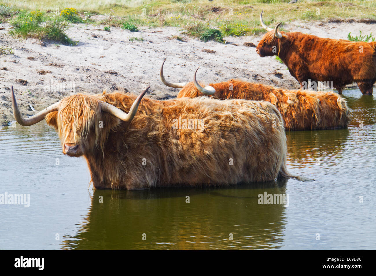 Highland cows bathing Stock Photo - Alamy