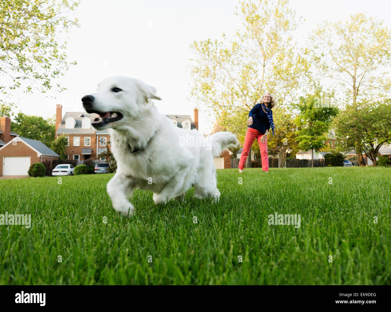 Close up dog playing in hi-res stock photography and images - Alamy