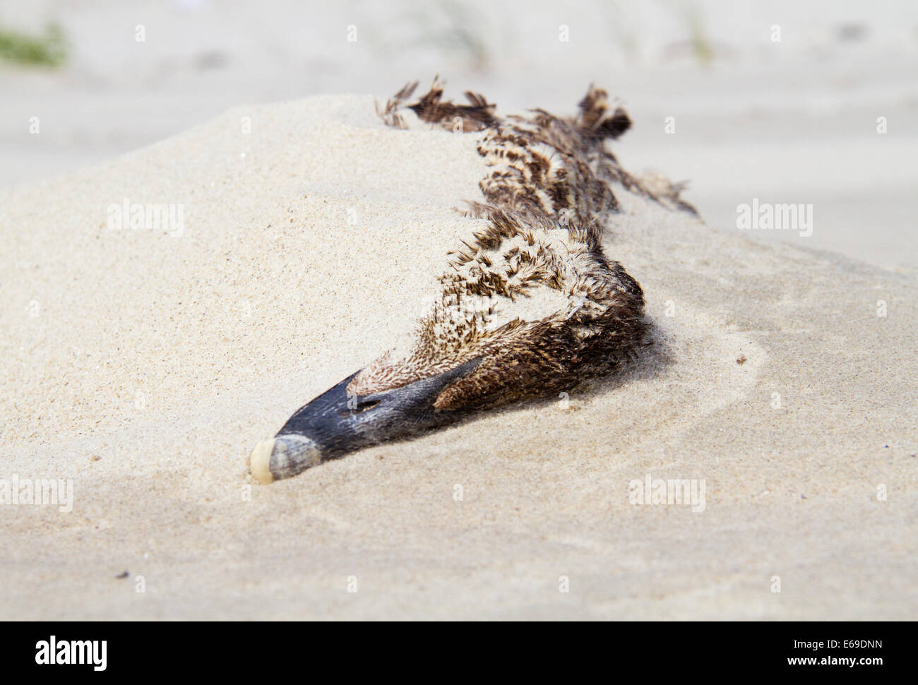 A dead Common Eider on the beach, partly covered with sand Stock Photo ...