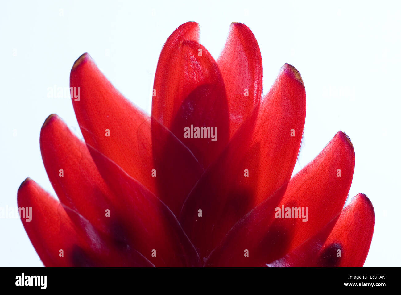 Bromeliads Blooms High Resolution Stock Photography and Images - Alamy