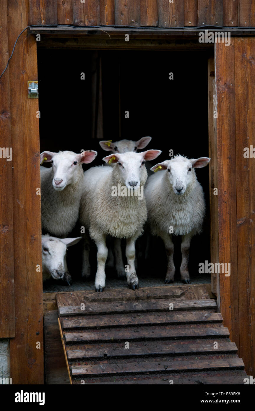 Front farms sheep hi-res stock photography and images - Alamy