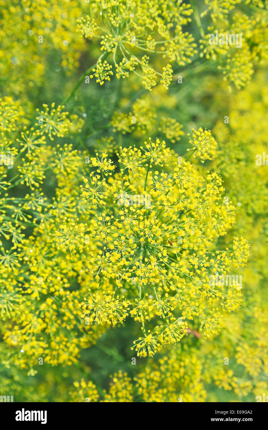 above view of flowering dill herbs in garden in summer Stock Photo - Alamy
