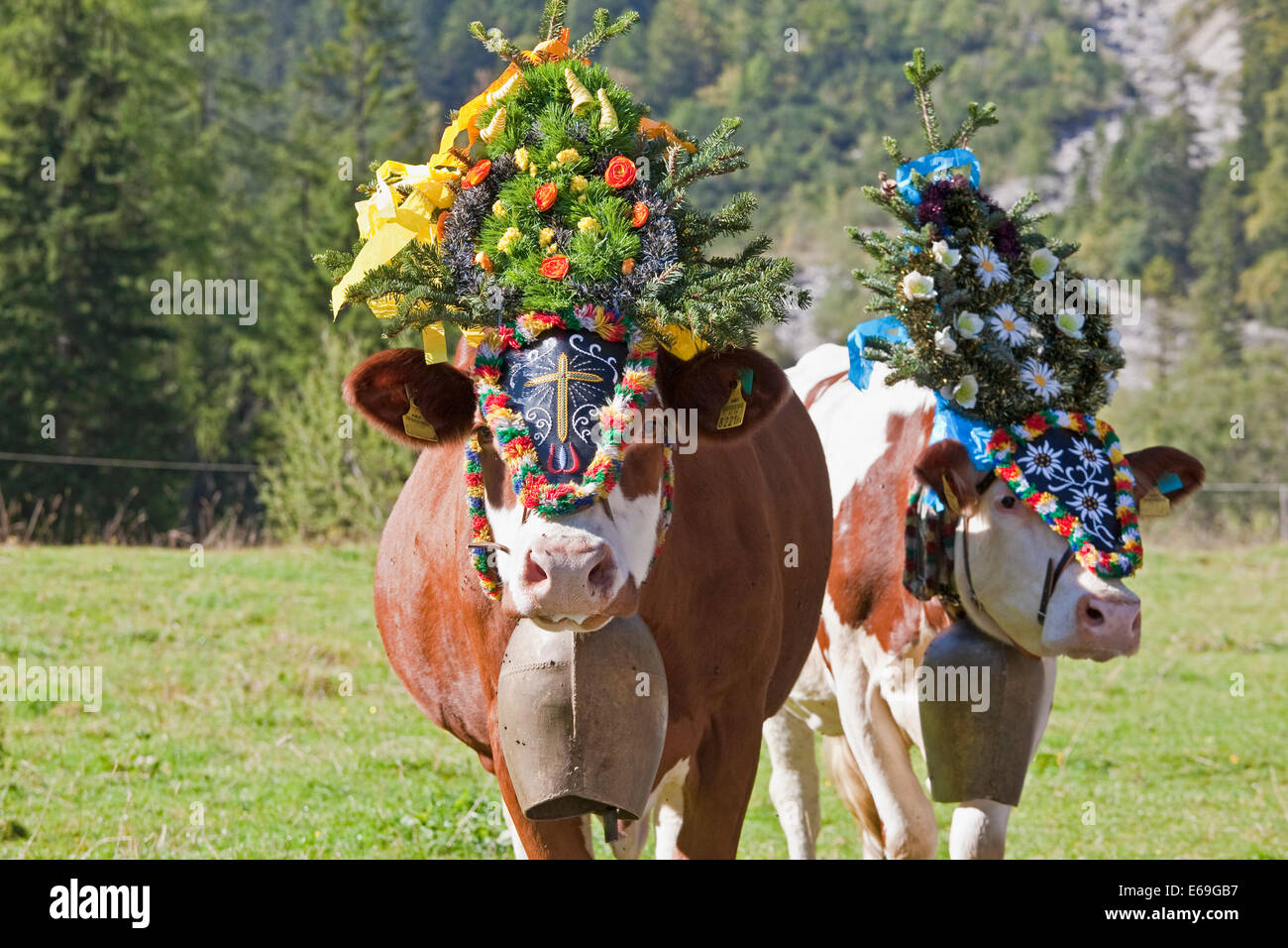 Almabtrieb hi-res stock photography and images - Alamy