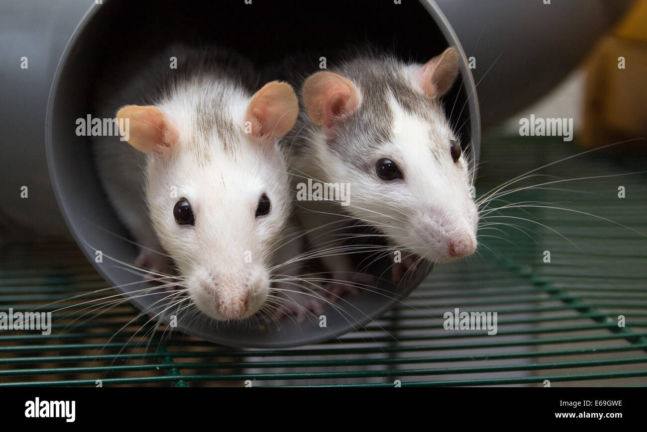 Lab Rats High Resolution Stock Photography and Images - Alamy