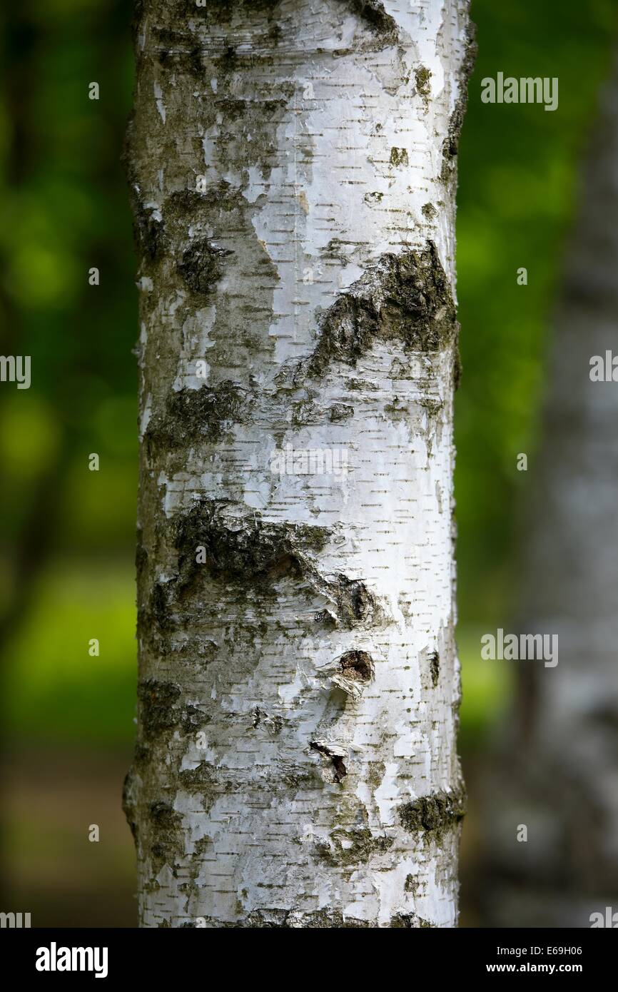 Hard tree hi-res stock photography and images - Alamy