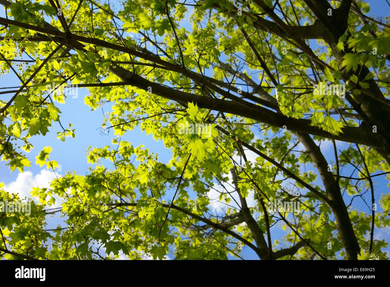 Shiny tree leaves hi-res stock photography and images - Alamy