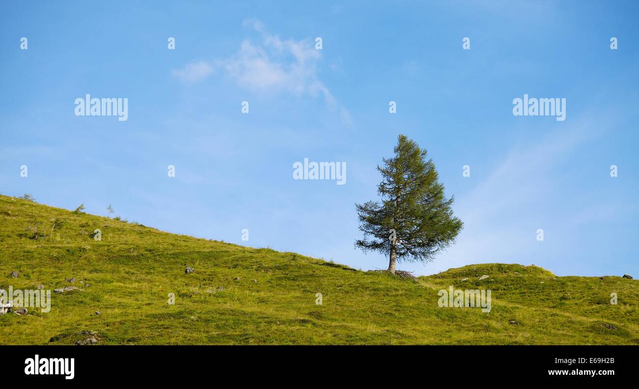 Pine tree field hi-res stock photography and images - Alamy