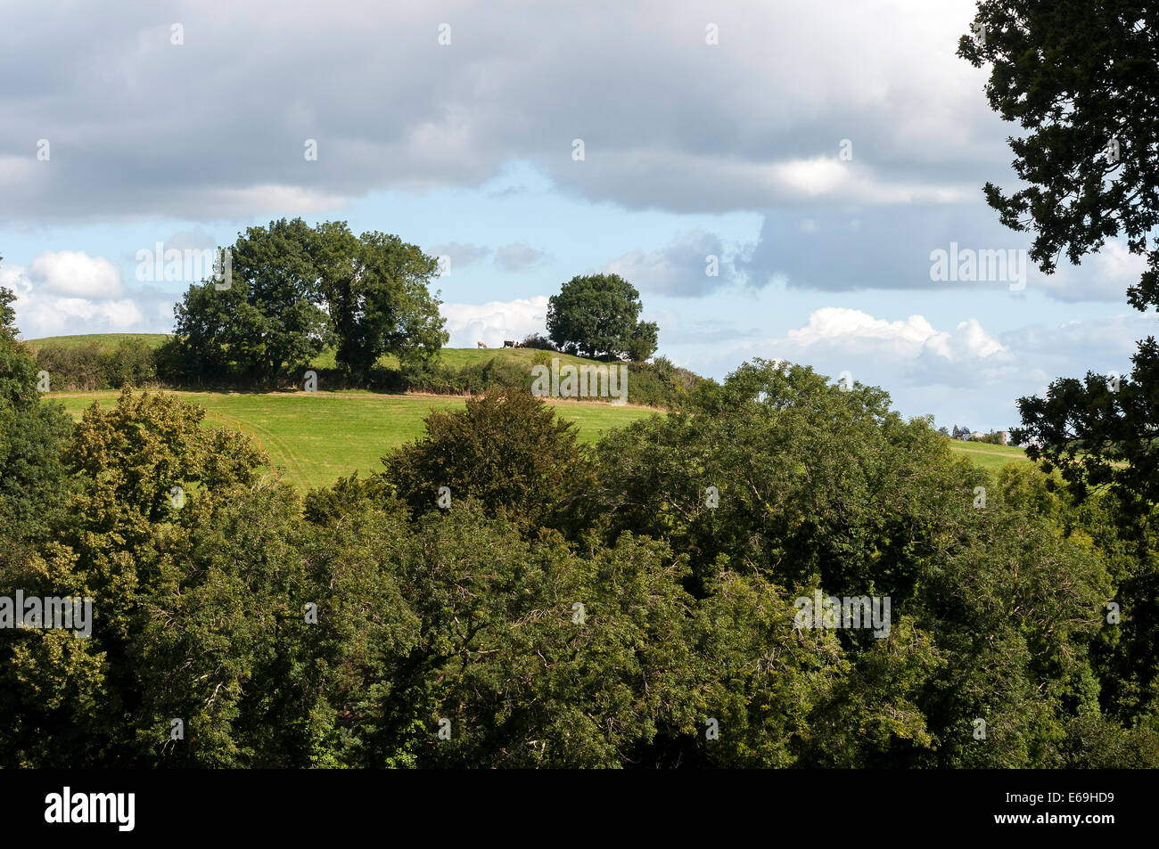 Hedgerows fields and animals hi-res stock photography and images - Alamy