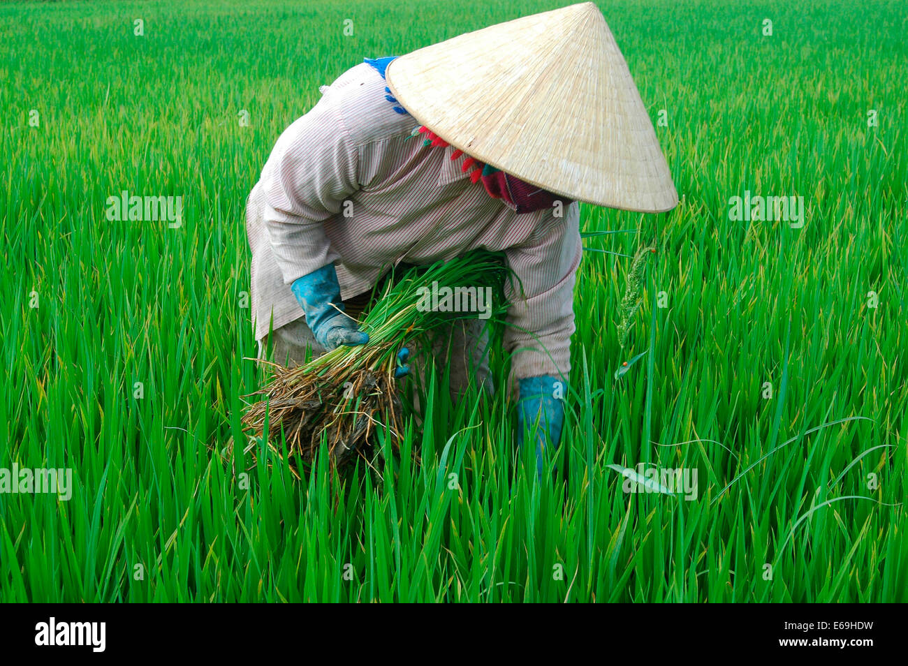 Rice cultivations hi-res stock photography and images - Alamy