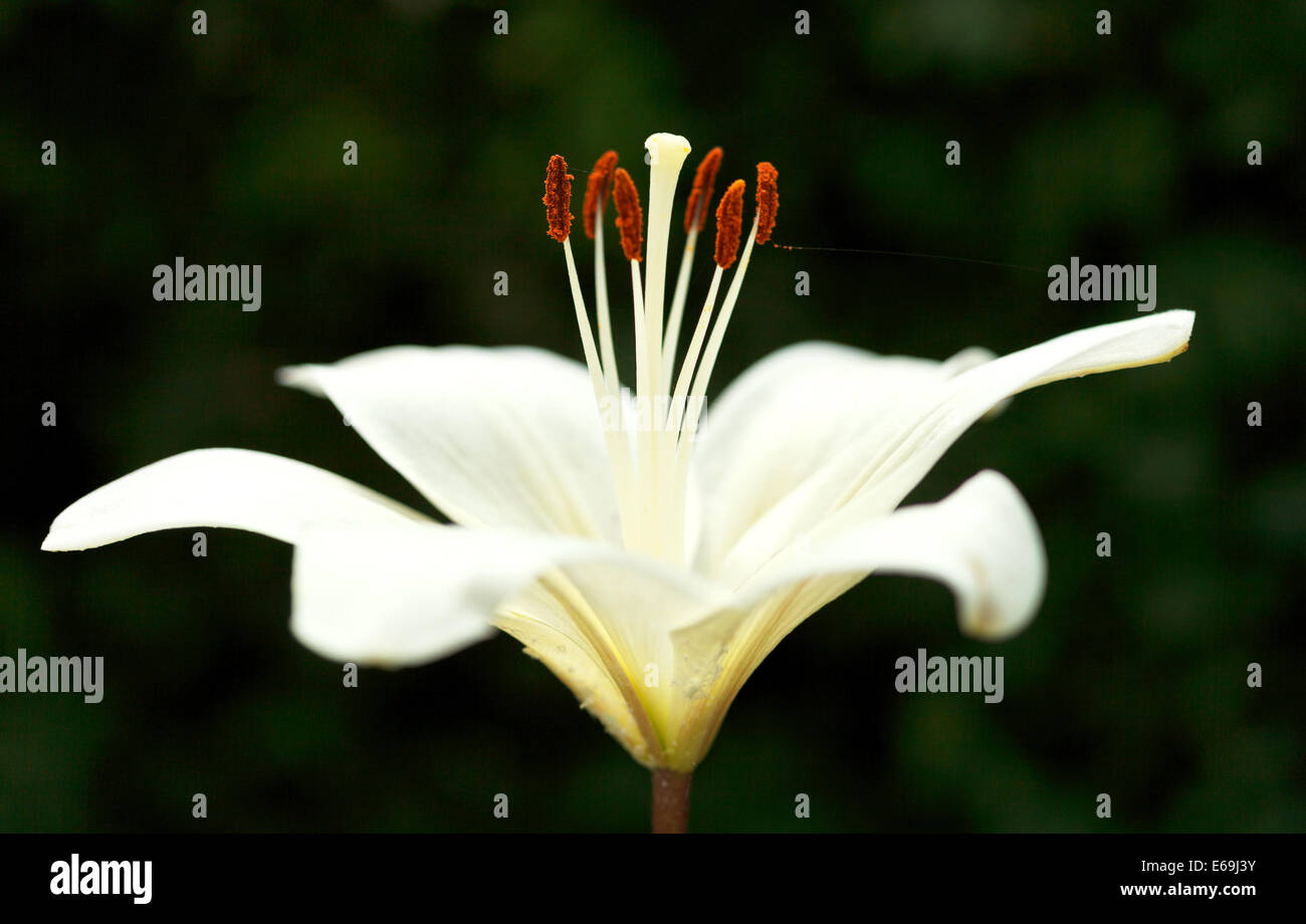 Lilium candidum longiflorum hi-res stock photography and images - Alamy