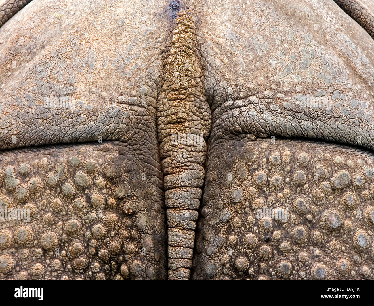 Armored Indian Rhinoceros High Resolution Stock Photography and Images ...