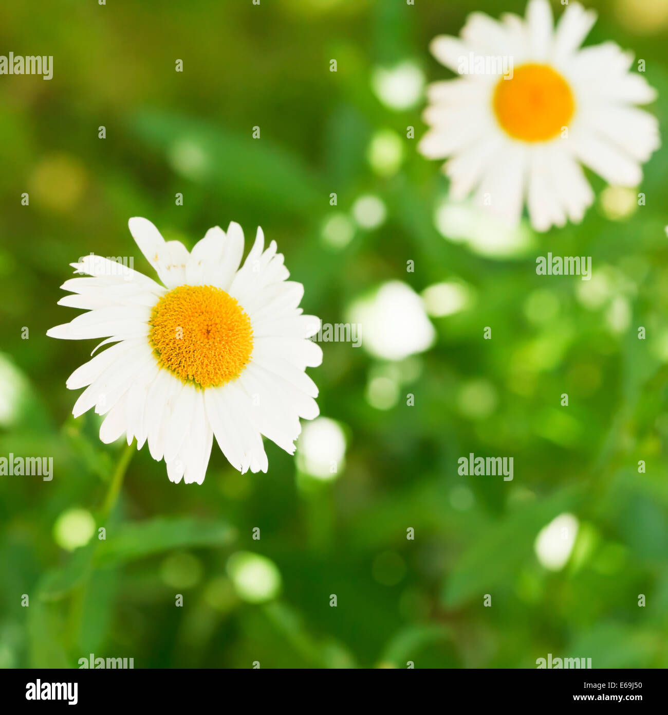 two decorative Ox-eye daisy flowers on green lawn Stock Photo - Alamy
