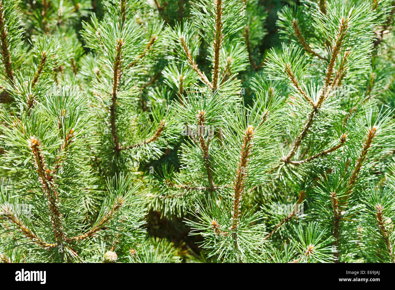 many green sprigs of pine tree in forest Stock Photo - Alamy