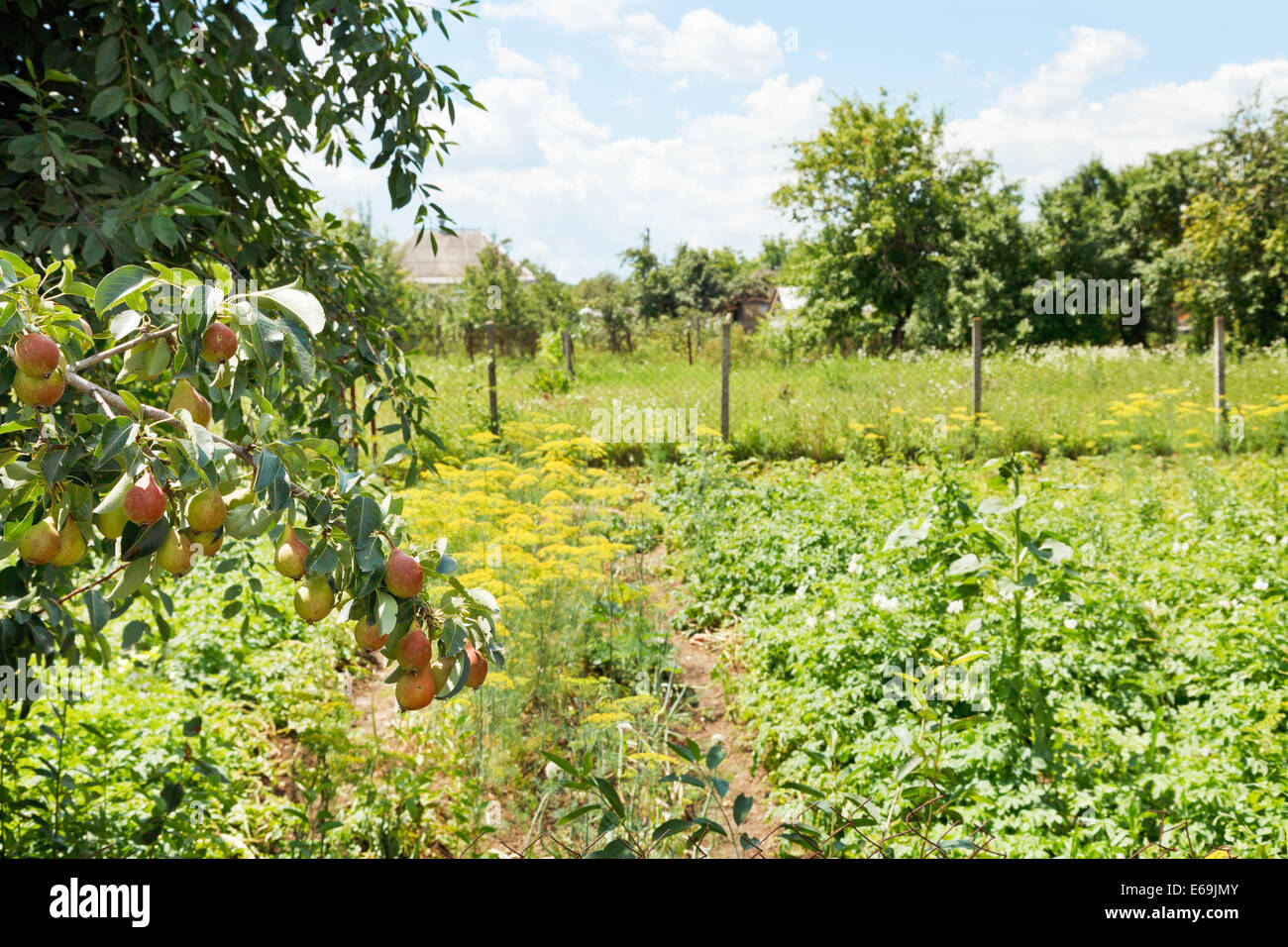 Backyard husbandry hi-res stock photography and images - Alamy