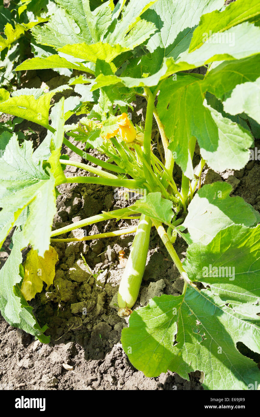 Squash plot hi-res stock photography and images - Alamy
