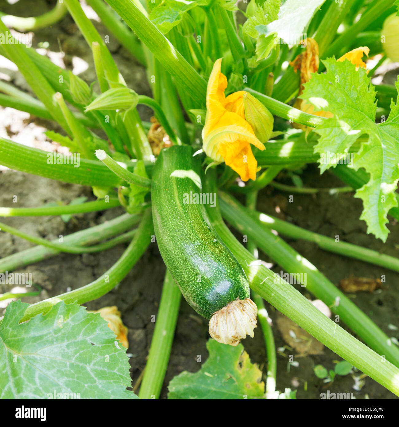 Courgette all green bush hi-res stock photography and images - Alamy