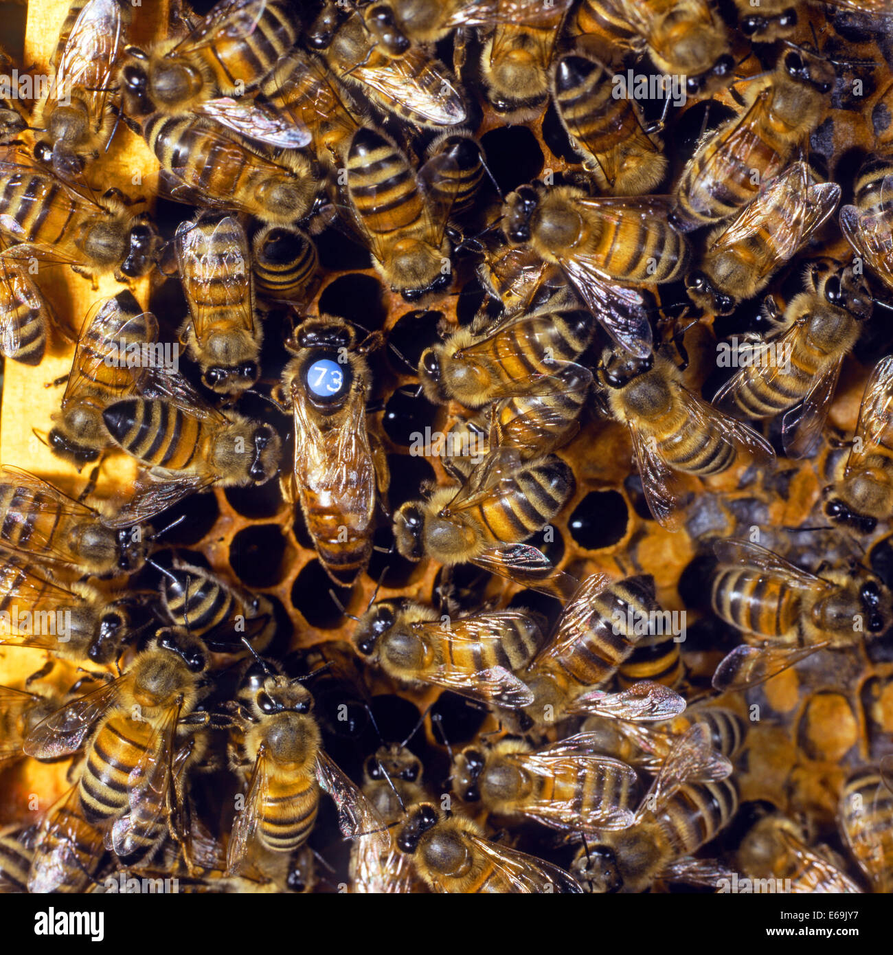 Beehive honey squares hi-res stock photography and images - Alamy