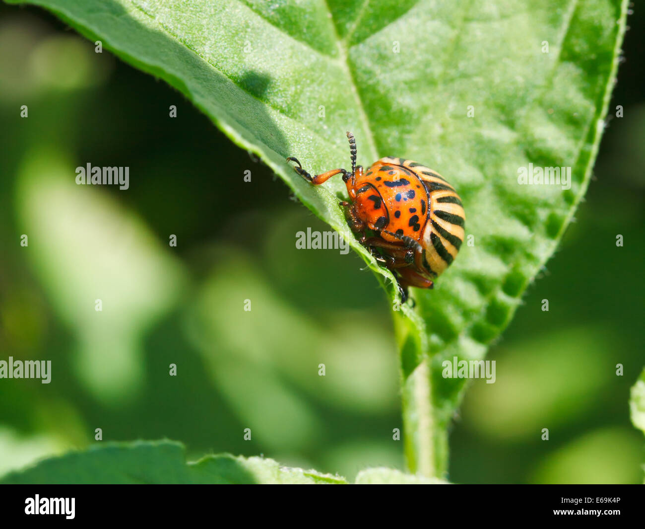 Potato bug hi-res stock photography and images - Alamy