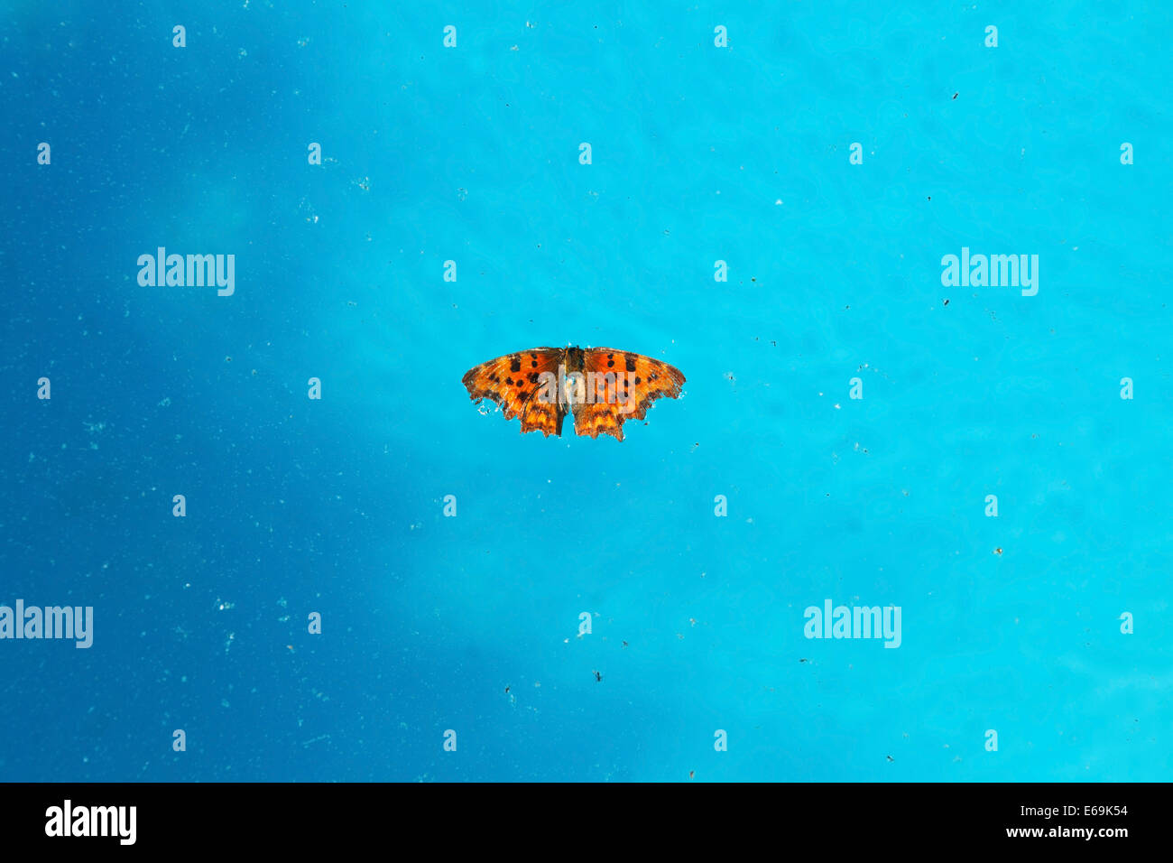 Dead insects hi-res stock photography and images - Alamy