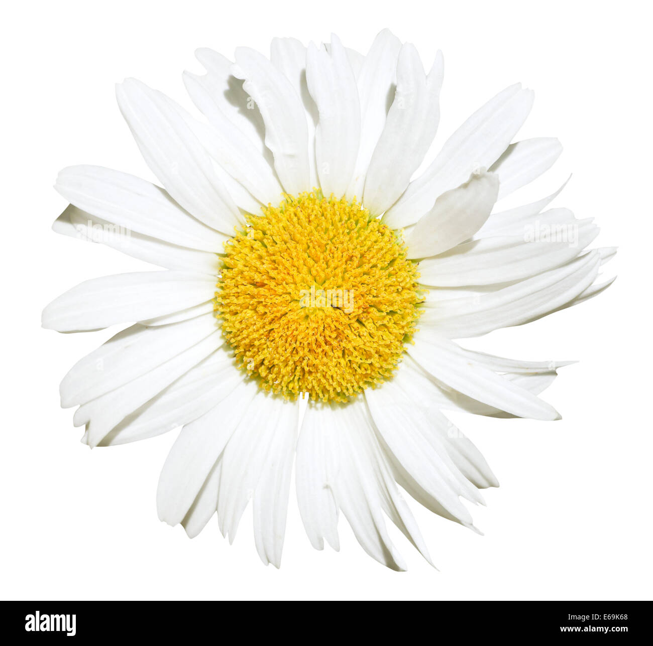 decorative Ox-eye daisy flower close up isolated on white background ...