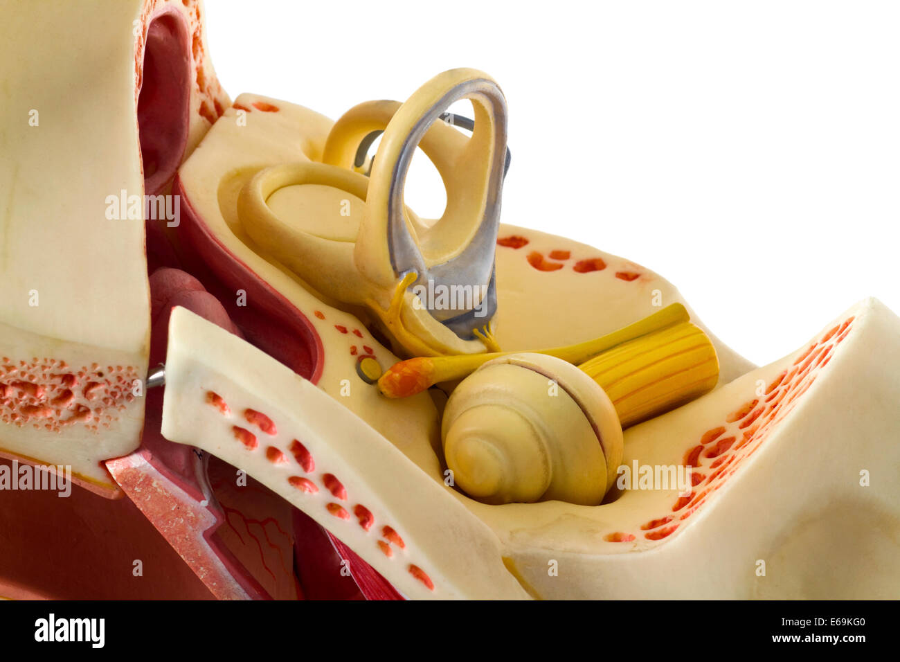 Snail Anatomy High Resolution Stock Photography and Images - Alamy