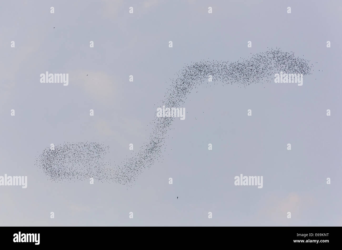 Bat flight emerging from Deer Cave against the sky with hawks chasing ...