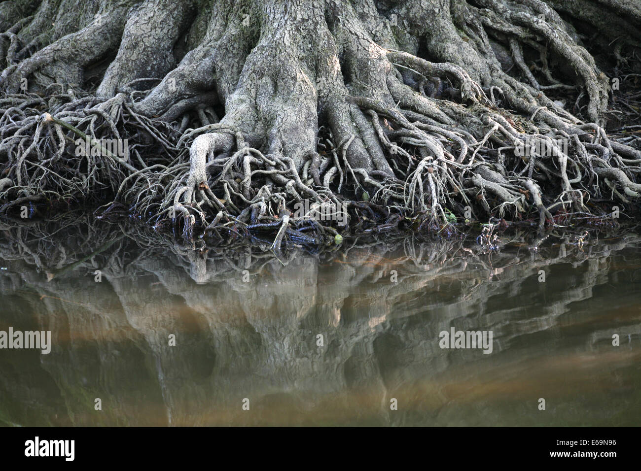Roots outdoor hi-res stock photography and images - Alamy