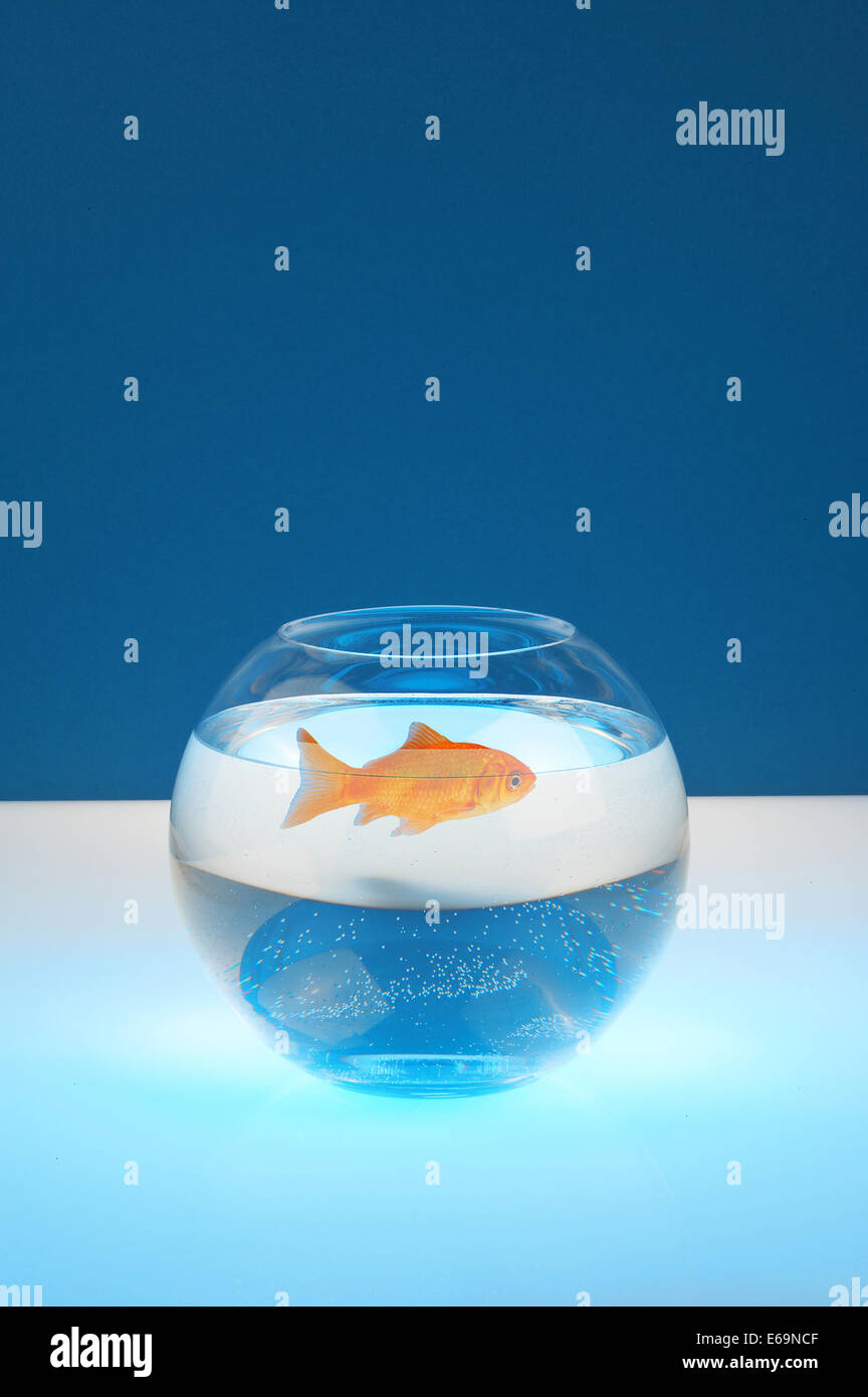 Fishbowls hi-res stock photography and images - Alamy