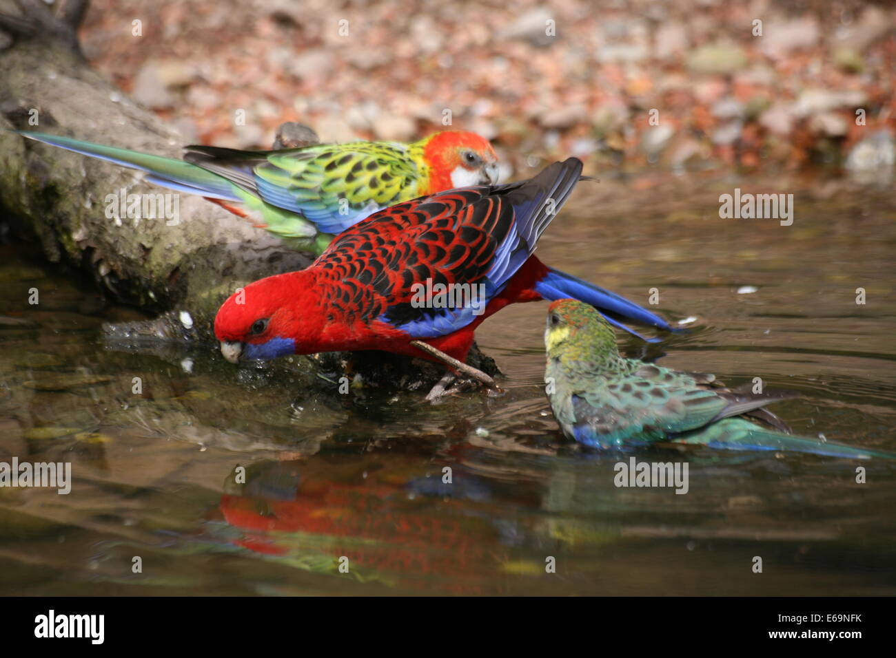 Crimson rosellas hi-res stock photography and images - Alamy
