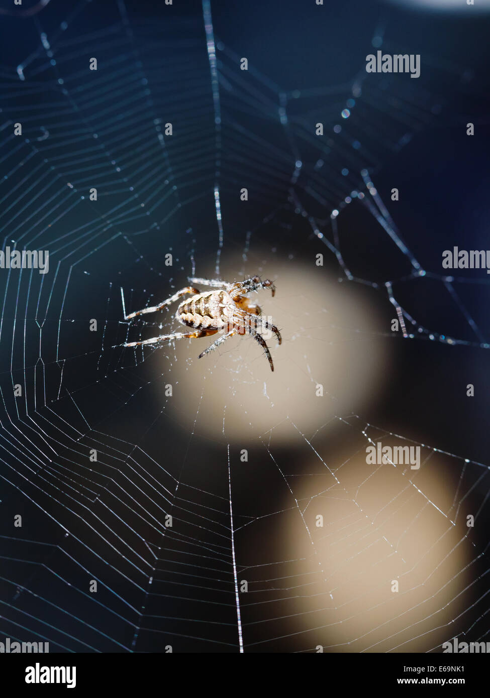 Spider on spiderweb hi-res stock photography and images - Alamy