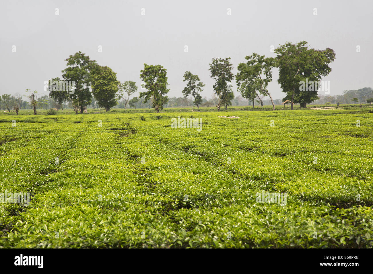 Jorhat assam tea plantation india hi-res stock photography and images ...