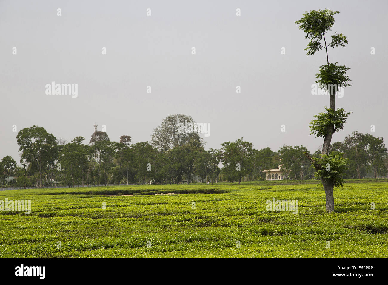 Jorhat assam tea plantation india hi-res stock photography and images ...