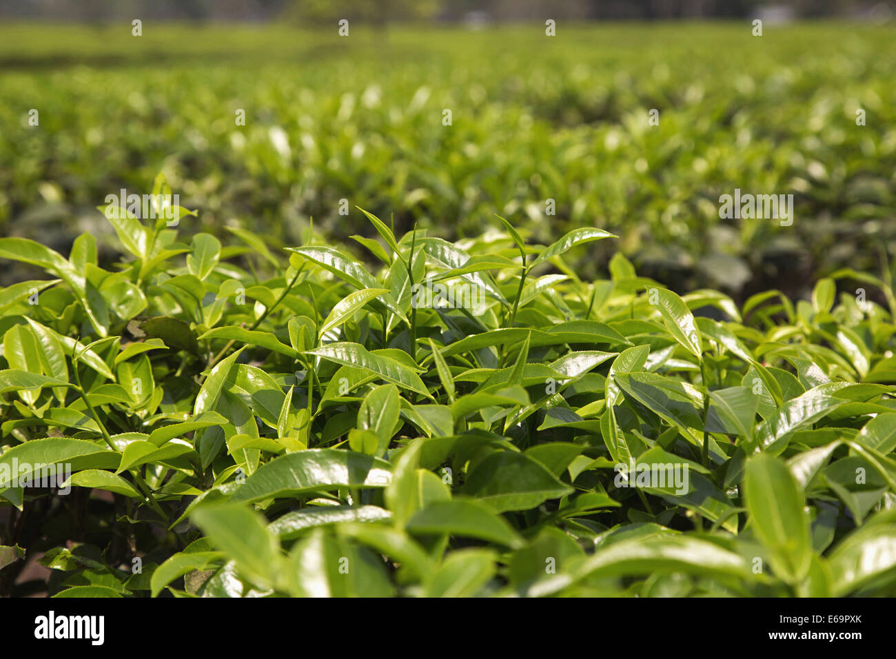 Jorhat assam tea plantation india hi-res stock photography and images ...