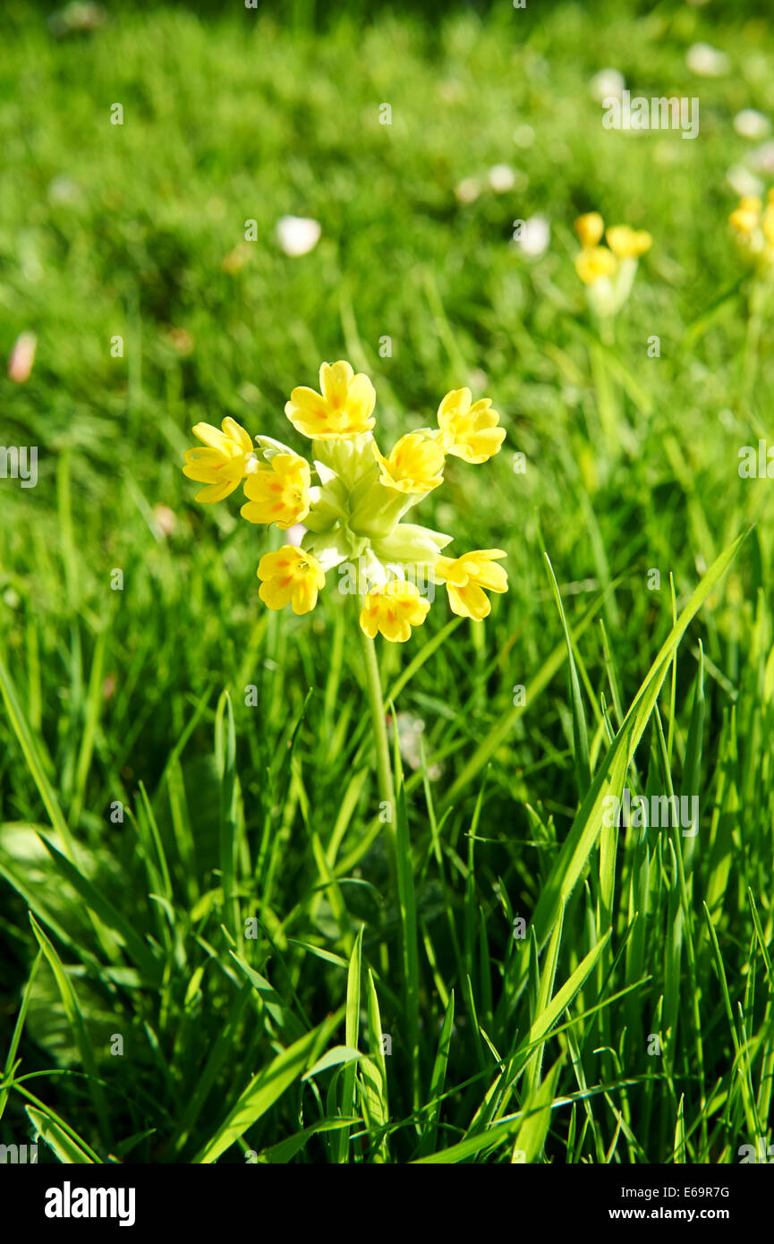 Cowslip hi-res stock photography and images - Alamy