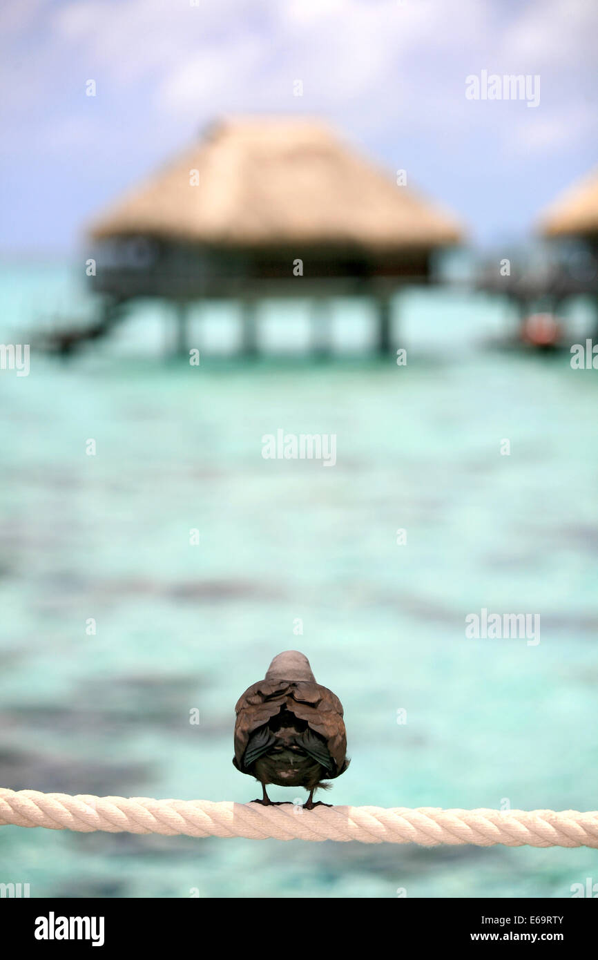 Cook Islands Birds High Resolution Stock Photography and Images - Alamy