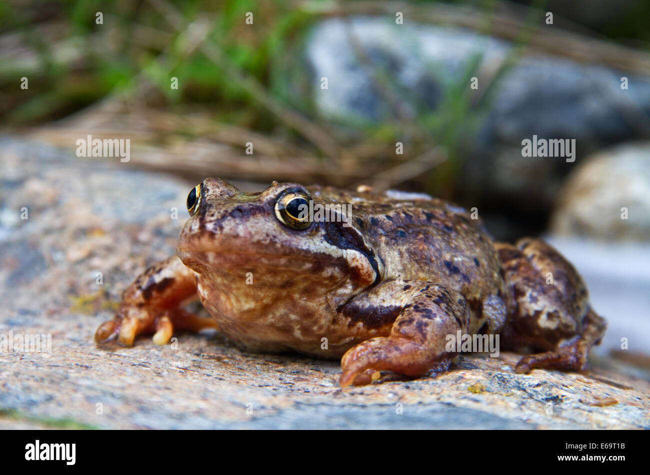 A Common frog, sitting on a rock Stock Photo - Alamy