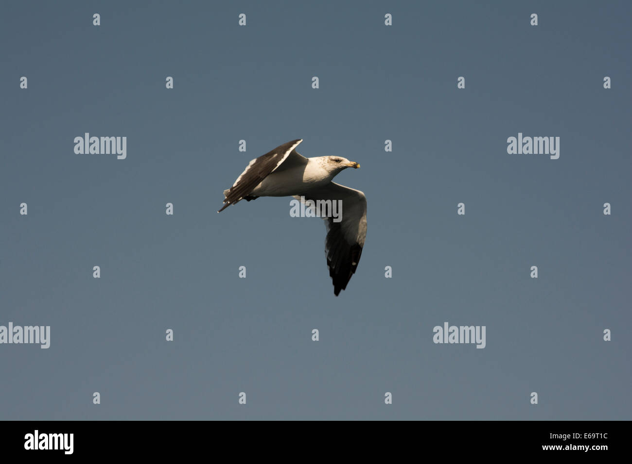 Kelp Gull or Cape Gull flying over Walvis Bay in Namibia. Eine ...