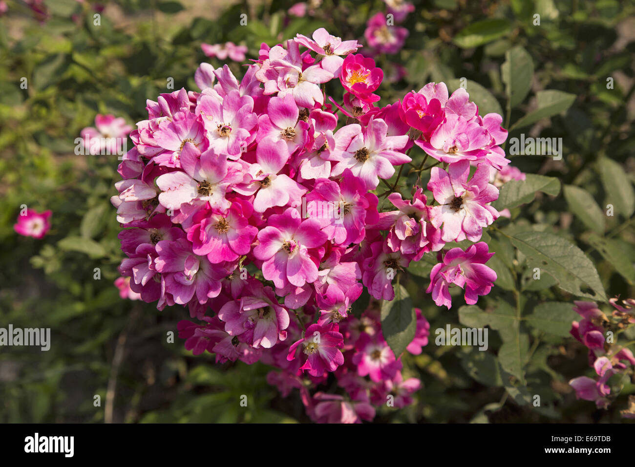 A bunch of pink flowers, Assam Stock Photo - Alamy