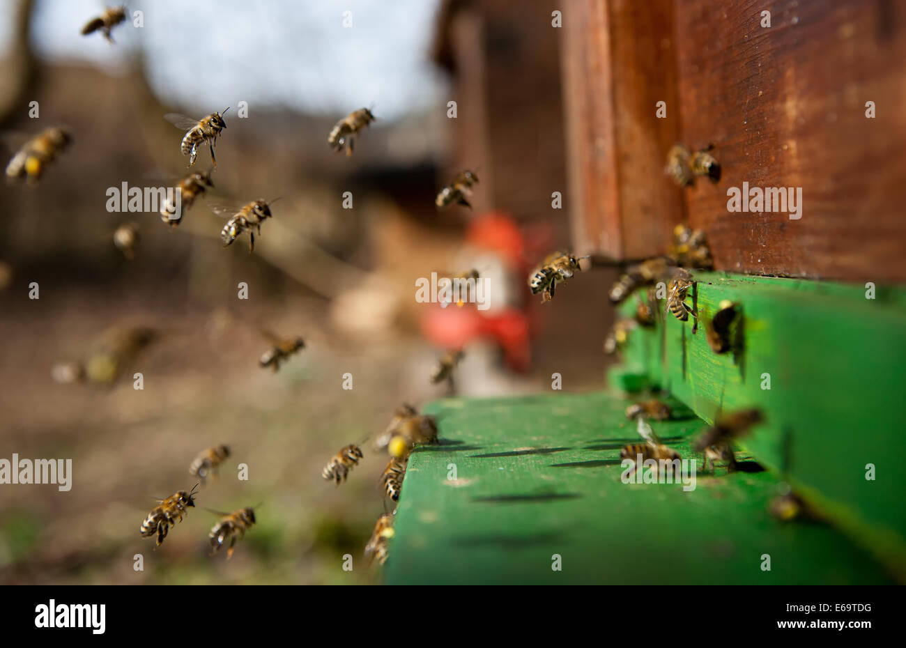 Industrious animals hi-res stock photography and images - Alamy