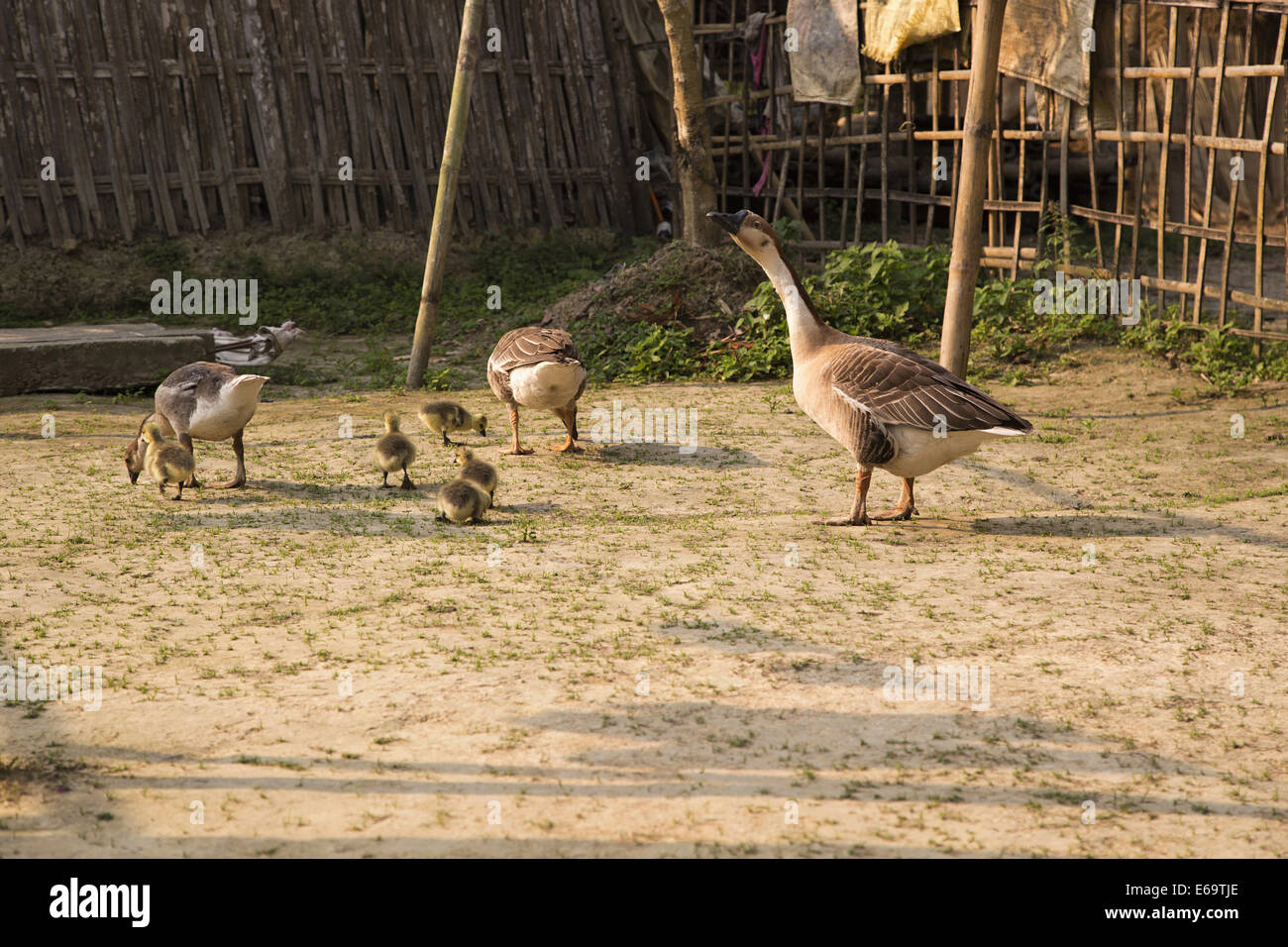 Mother Duck and ducklings, Assam Stock Photo - Alamy