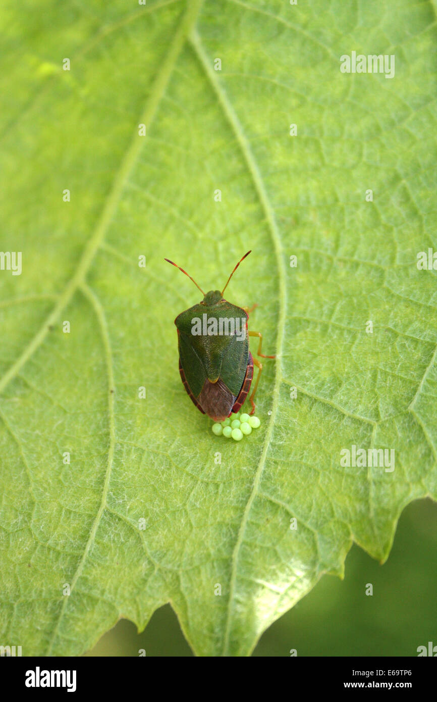 Green shield beetles hi-res stock photography and images - Alamy