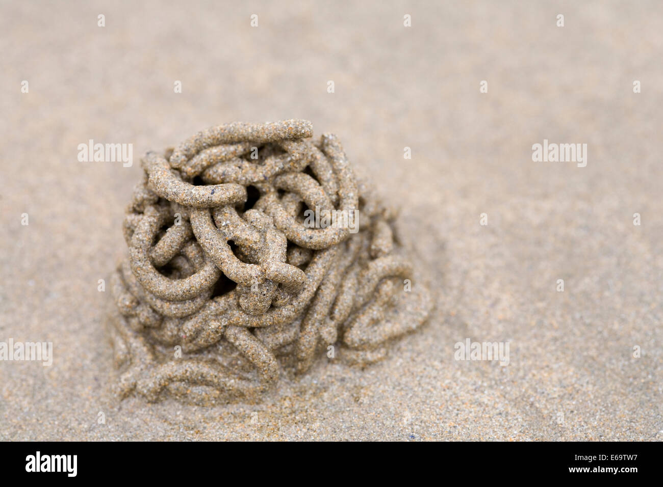 Wadden Worm High Resolution Stock Photography and Images - Alamy