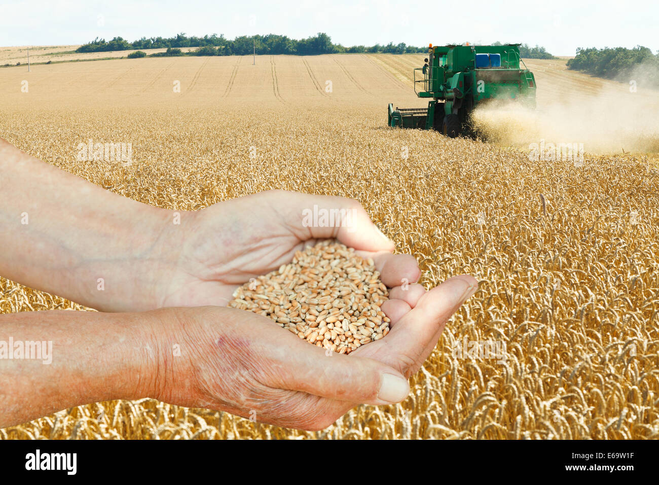 farmer hands hold handful with seeds on wheat field background Stock ...