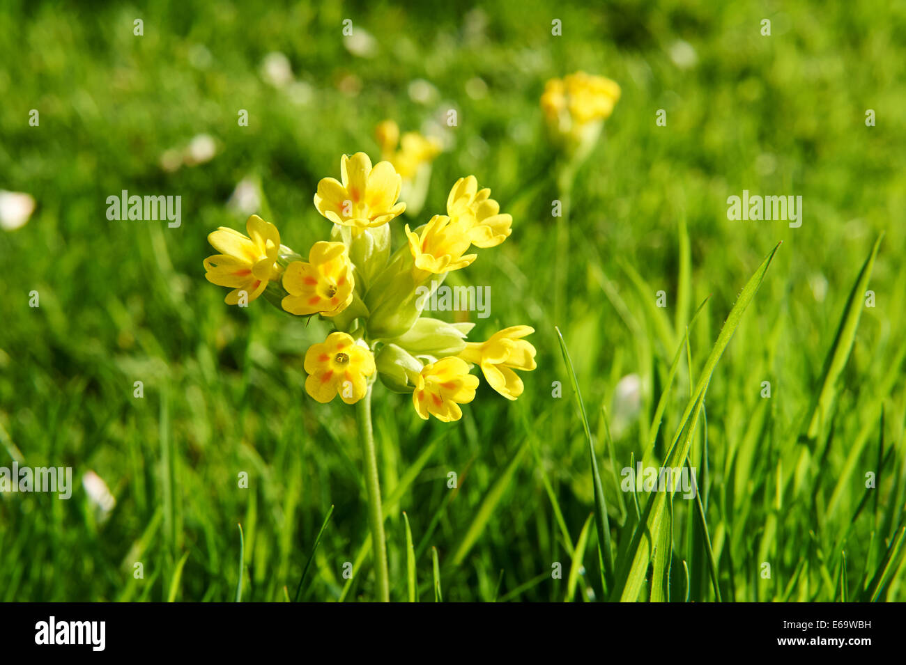 Cowslip hi-res stock photography and images - Alamy