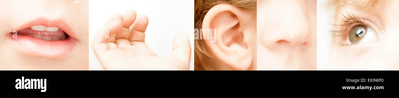 The five senses hi-res stock photography and images - Alamy