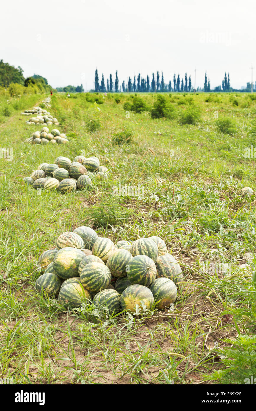 Melon field hi-res stock photography and images - Alamy