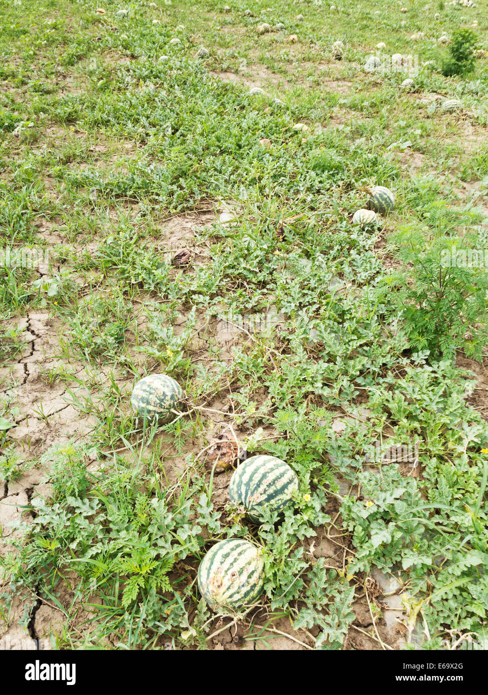 Melon field hi-res stock photography and images - Alamy